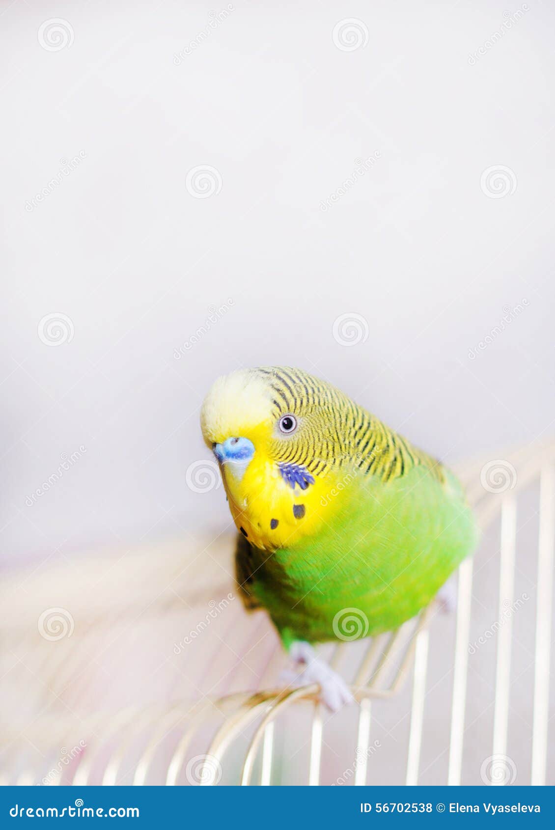 Funny budgerigar stock photo. Image of beak, canary, parakeet - 56702538