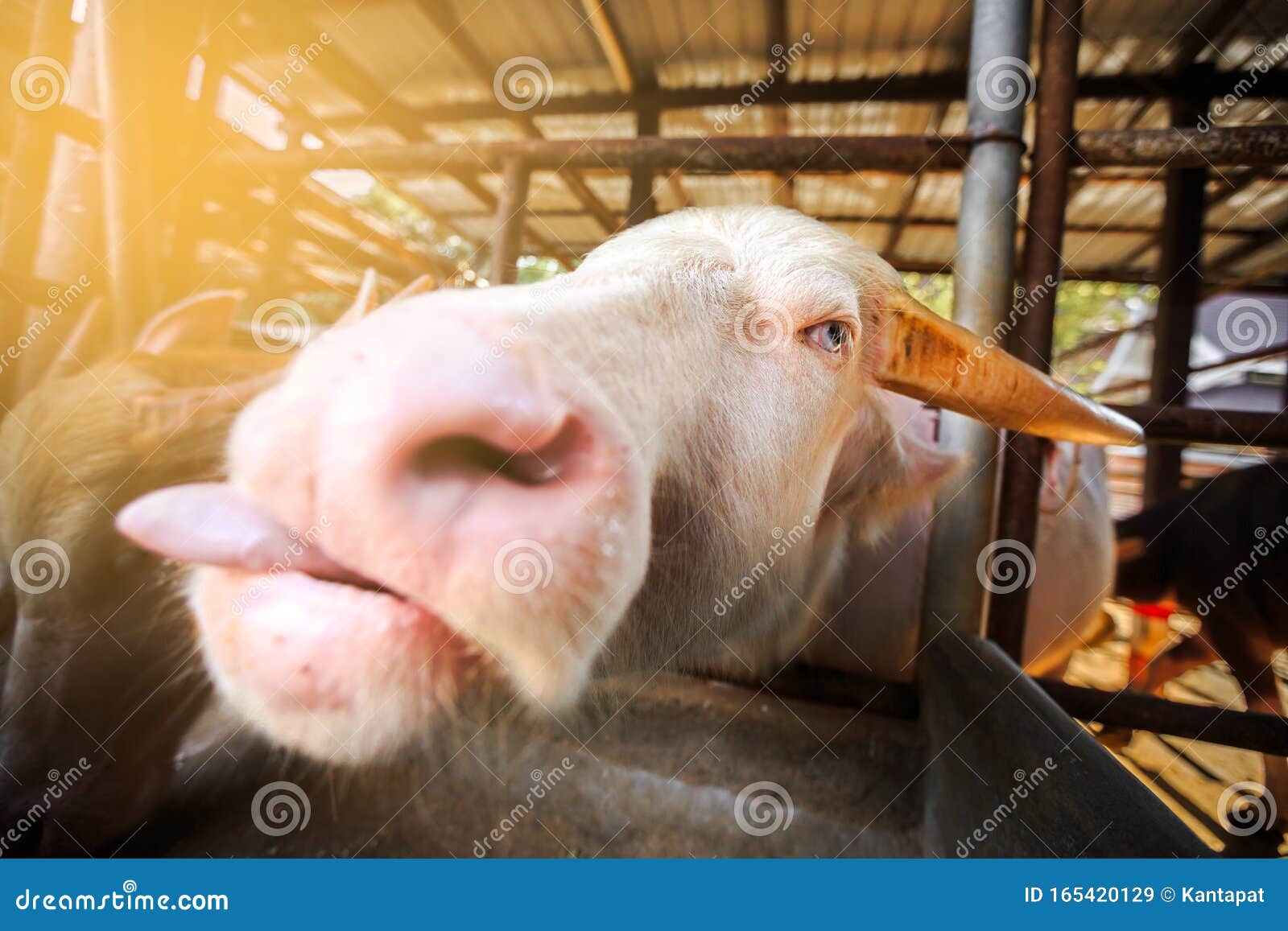 Funny White Buffalo Face Close-up Stock Image - Image of agriculture ...