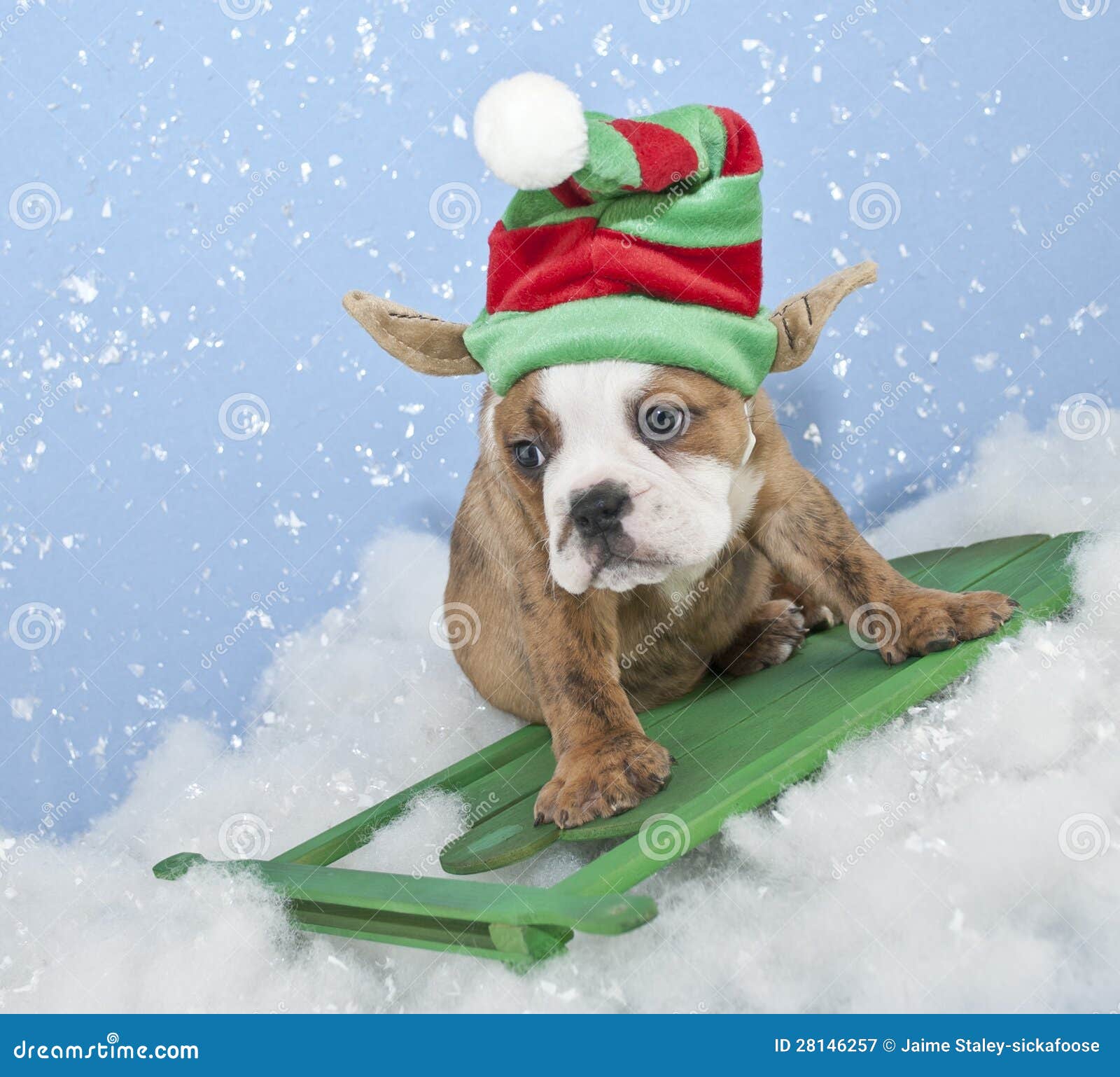 Funny Bulldog / Elf Puppy stock image. Image of fuzzy - 28146257