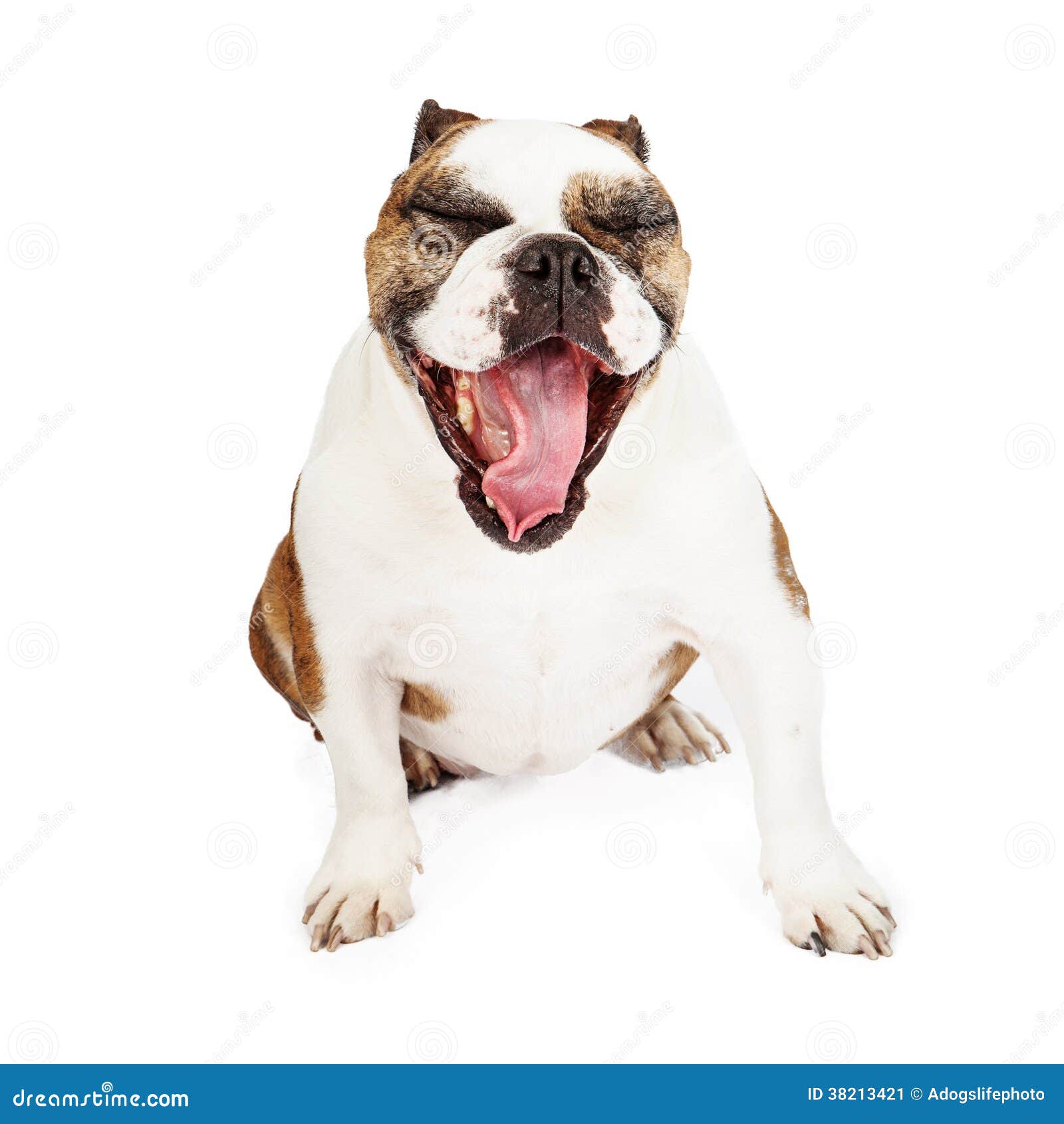 118 Funny Bulldog Yawning Stock Photos - Free & Royalty-Free Stock ...