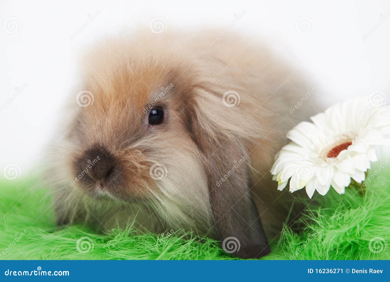 Funny bunny stock image. Image of portrait, rabbit, rabbits - 16236271
