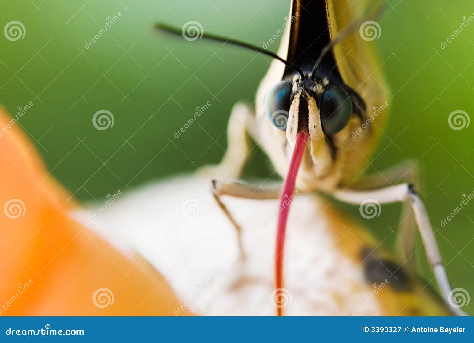 420 Crazy Butterfly Stock Photos - Free & Royalty-Free Stock Photos ...