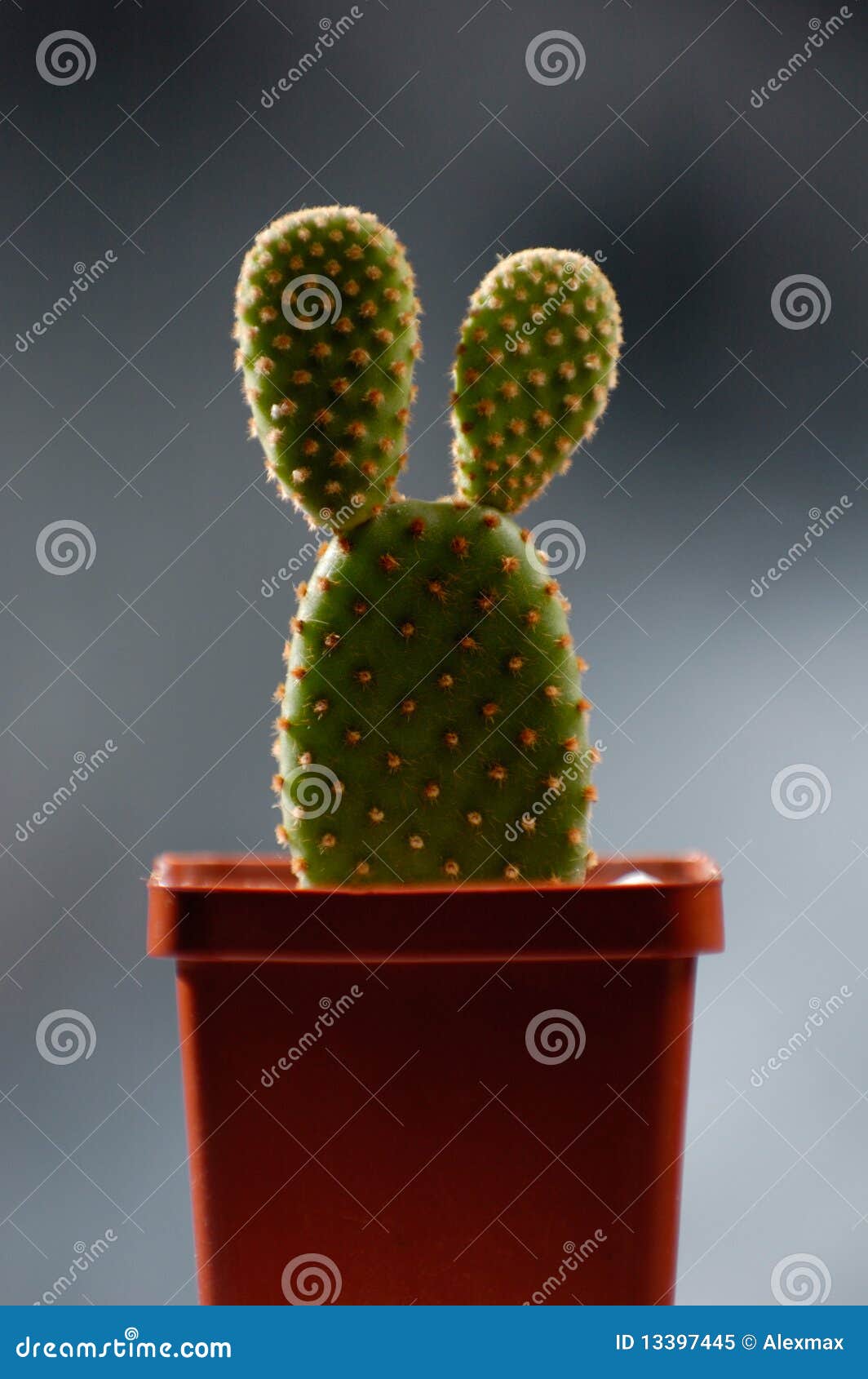 Funny Cactus stock image. Image of garden, plants, floral - 13397445