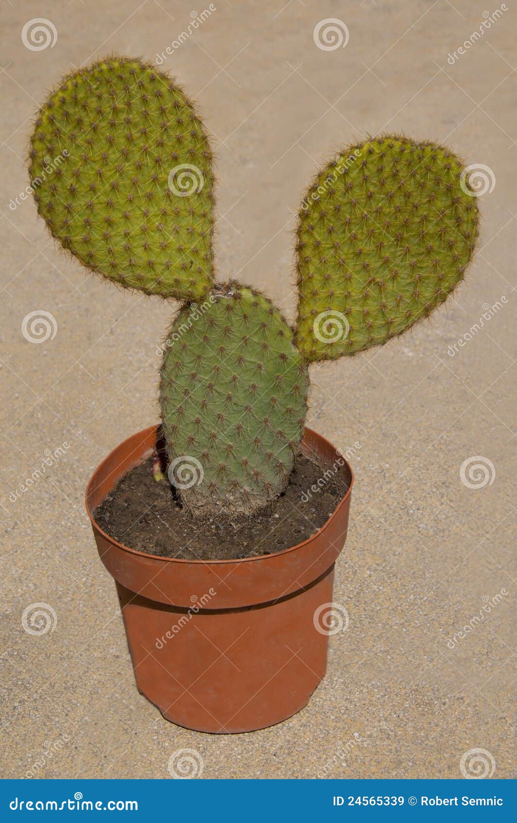 Funny cactus stock image. Image of cactus, flora, stone - 24565339
