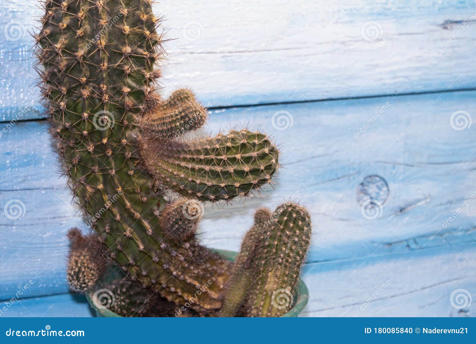 Funny cactus. stock photo. Image of plant, tropical - 180085840