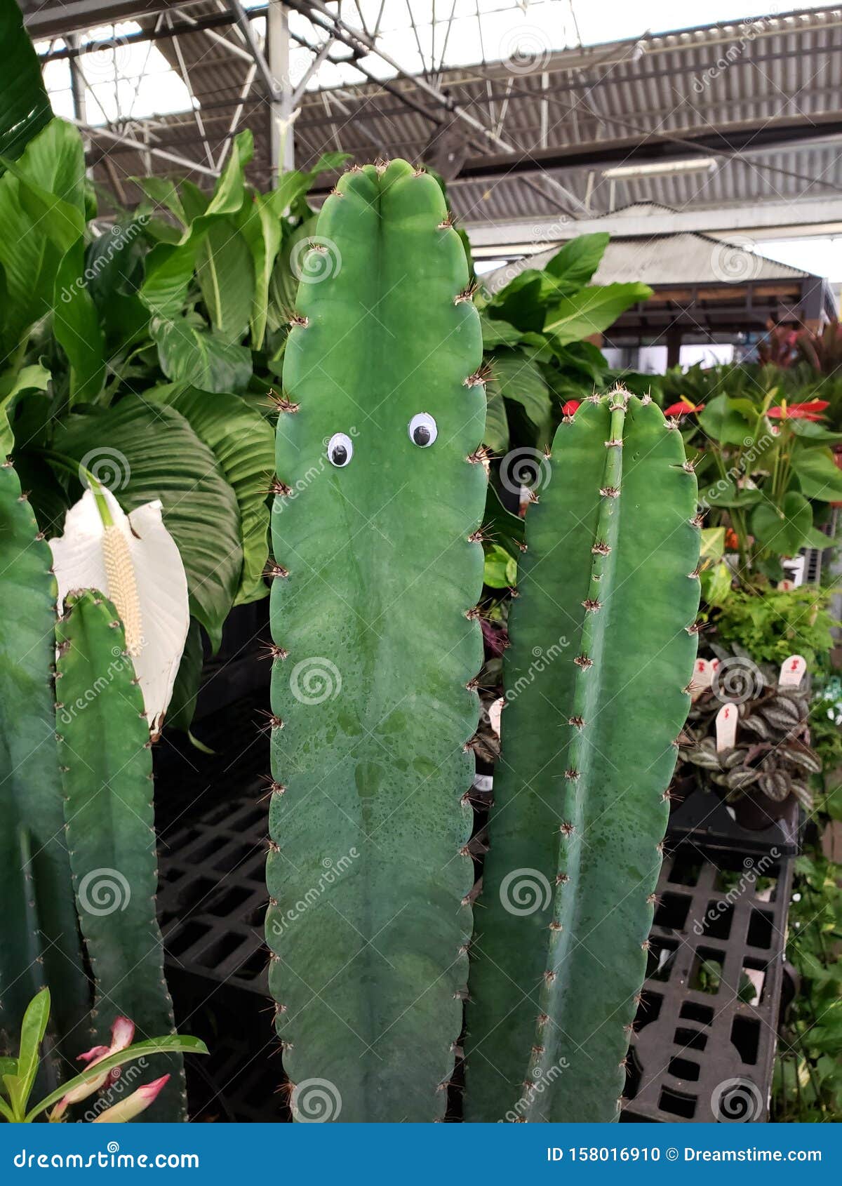 Funny Cactus with Googly Eyes Walmart Stock Photo - Image of eyes ...