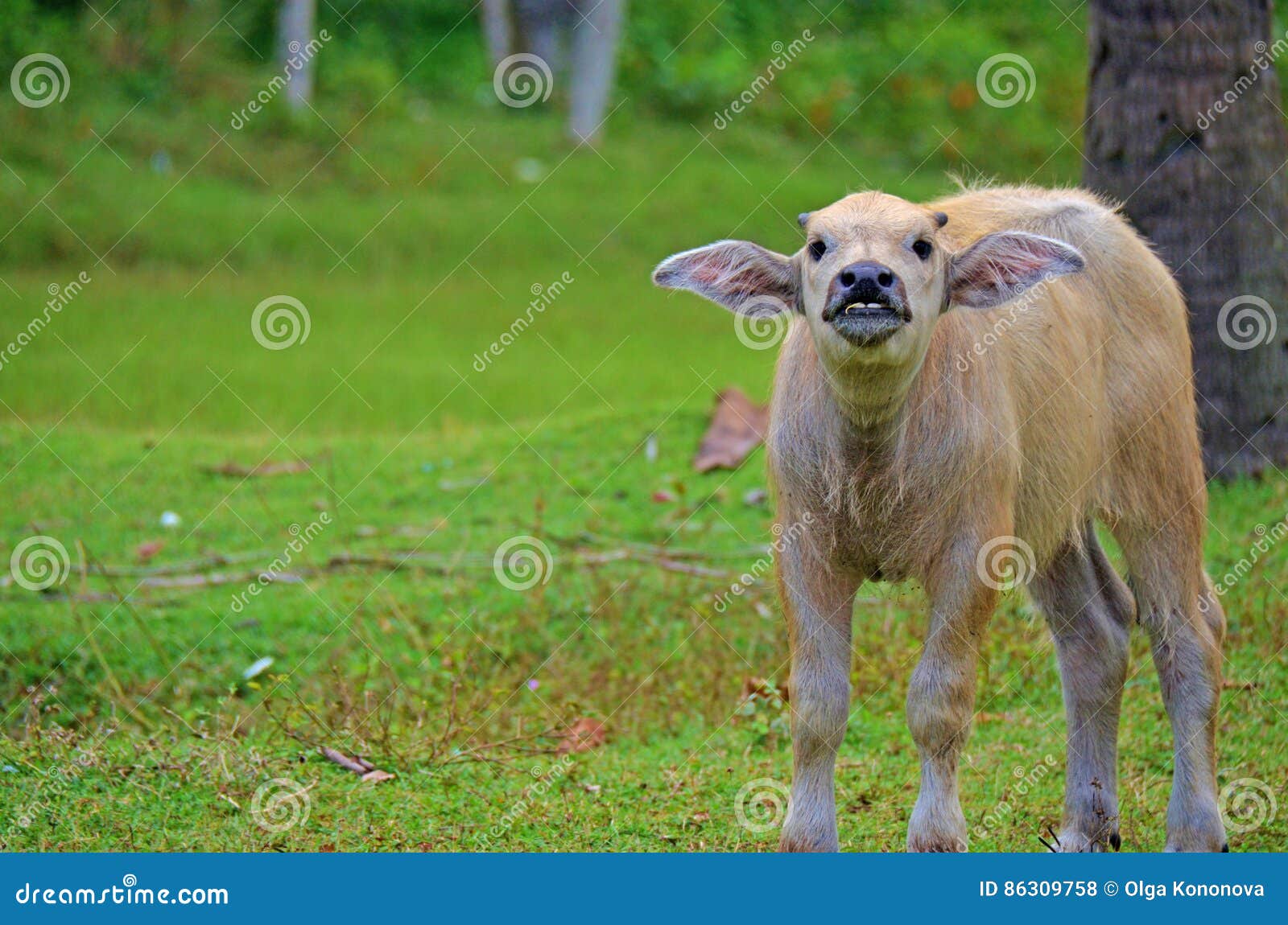 Funny calf stock photo. Image of dairy, close, head, field - 86309758