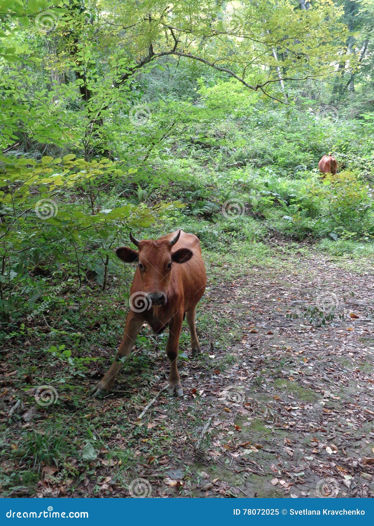 Funny Calf on the Path in Autumn Forest Stock Image - Image of animals ...