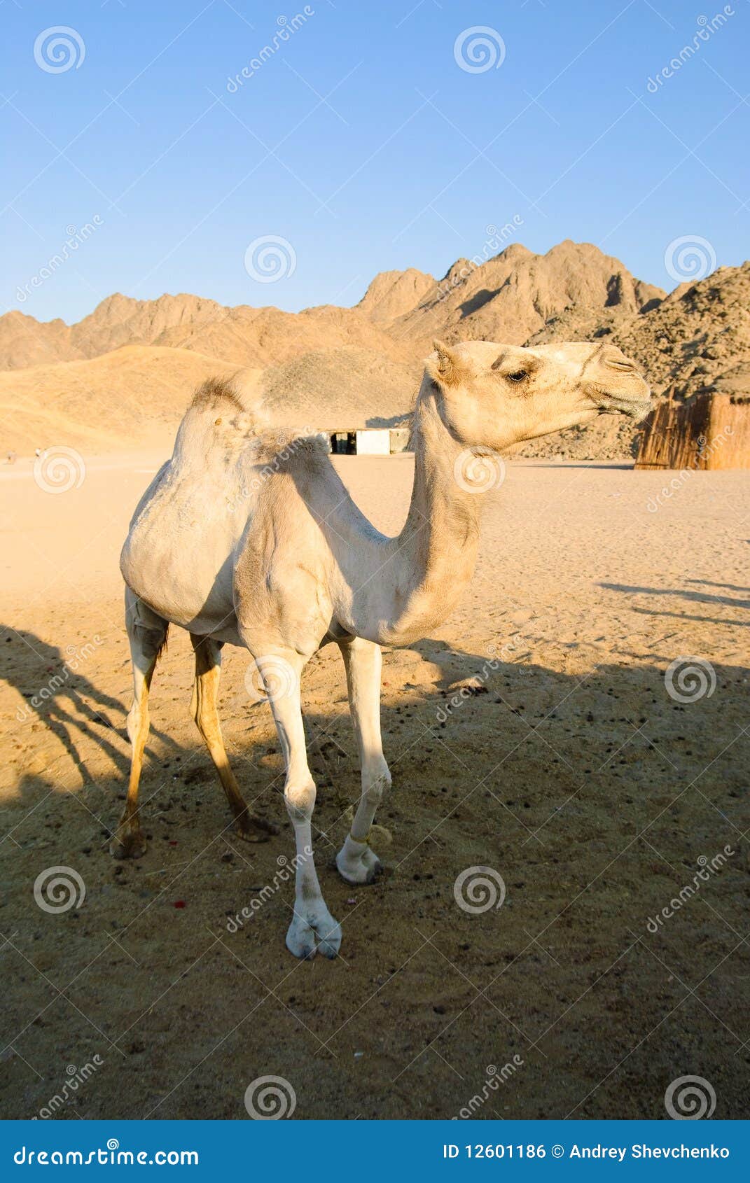 Funny camel stock photo. Image of safari, nature, stone - 12601186