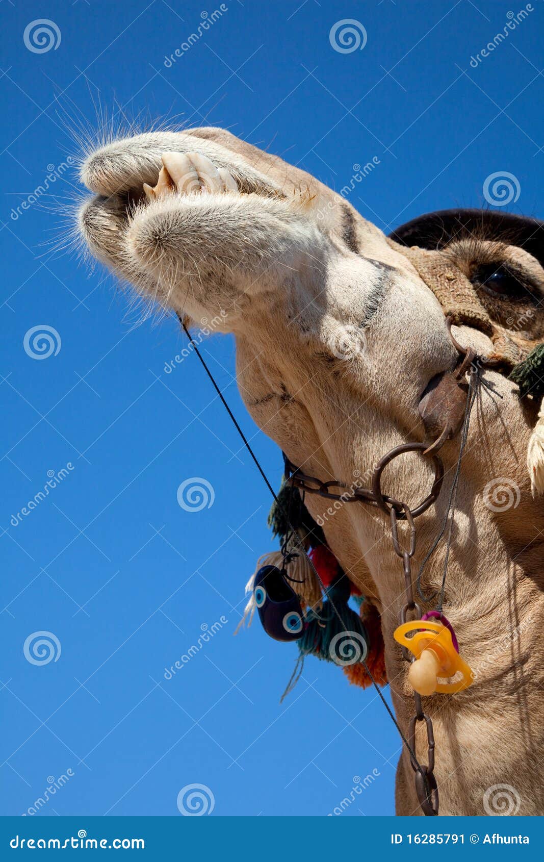 Funny camel stock image. Image of domestic, arabia, humor - 16285791