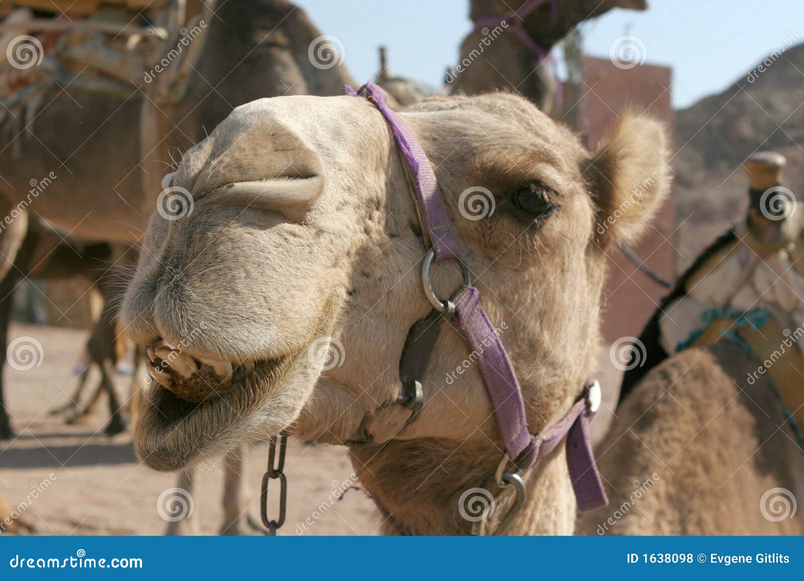 Funny Camel Royalty Free Stock Photos - Image: 1638098