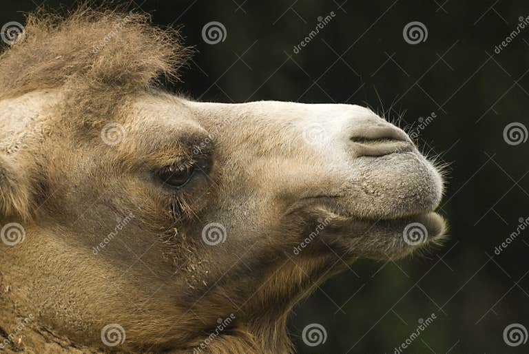 Funny camel stock photo. Image of funny, animal, camel - 3511796