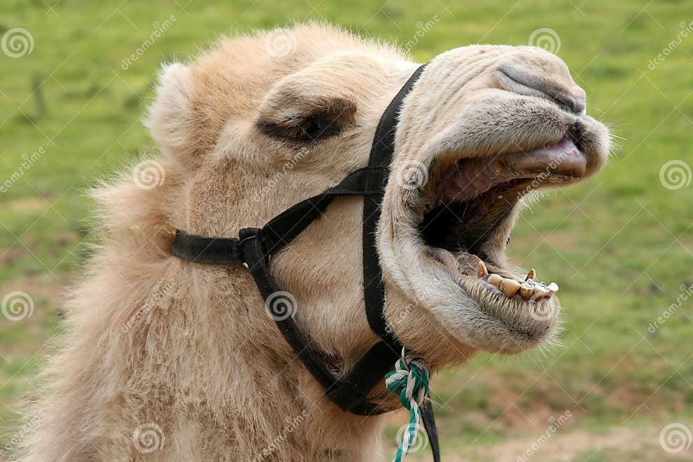 Funny Camel stock photo. Image of singing, gums, transport - 6547742