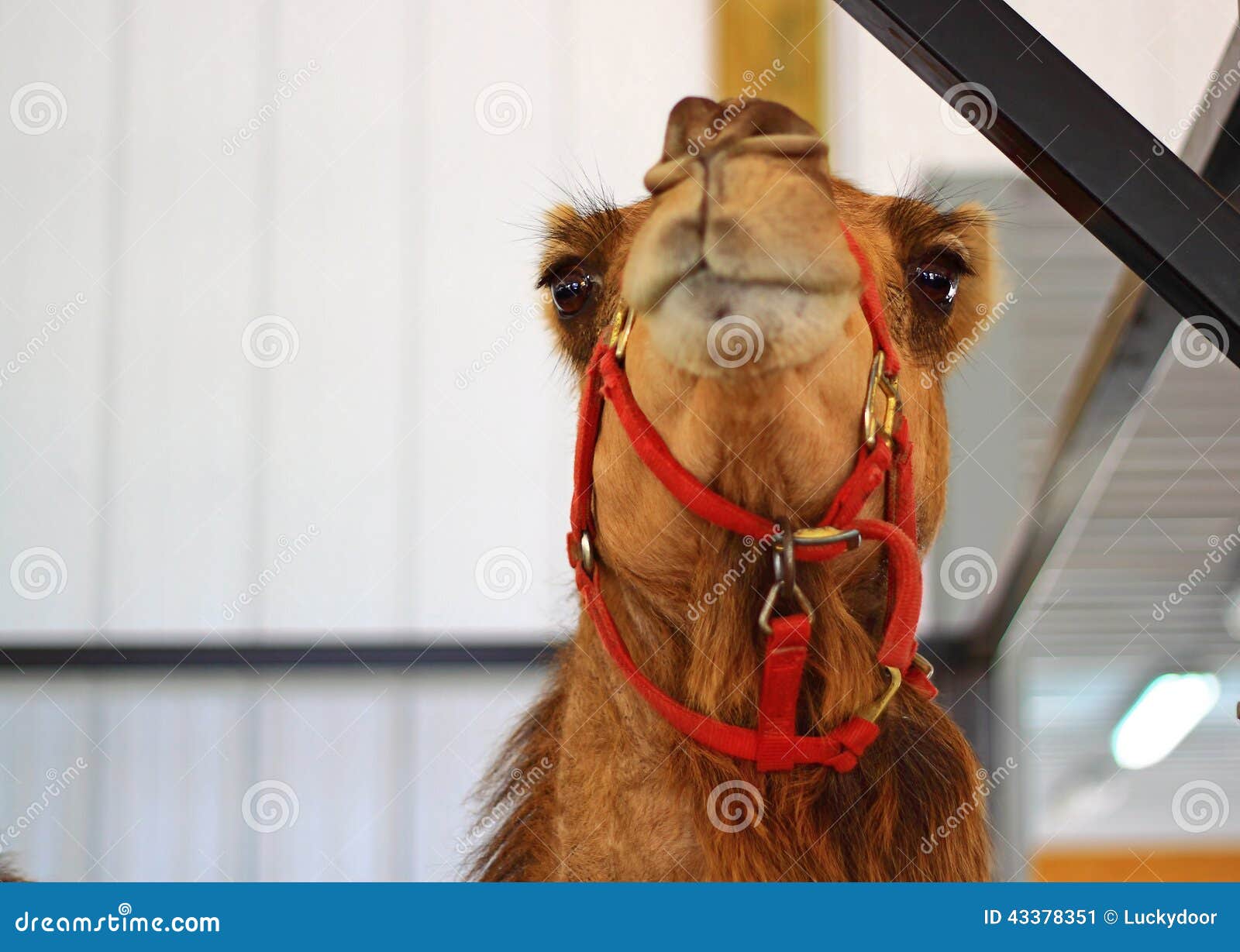 Funny Wednesday Pictures Camel