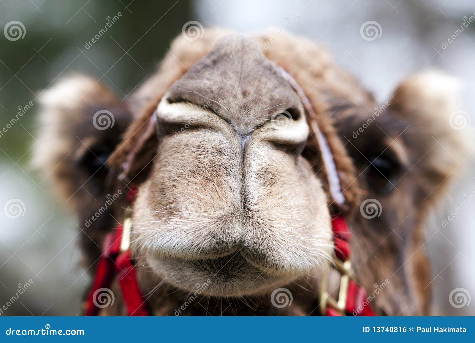 Funny camel face stock photo. Image of nature, african - 13740816