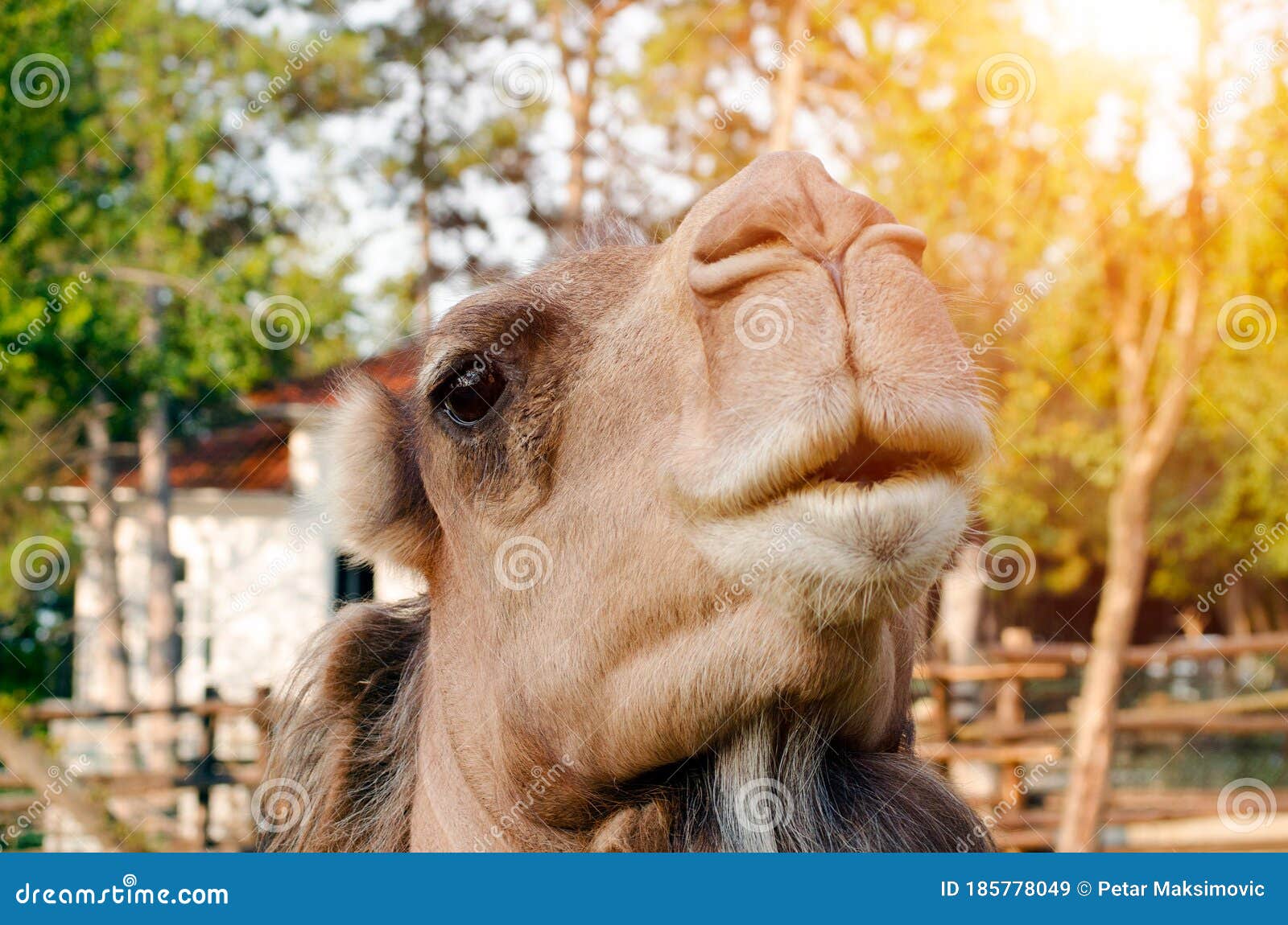 Funny camel face in zoo stock image. Image of famous - 185778049