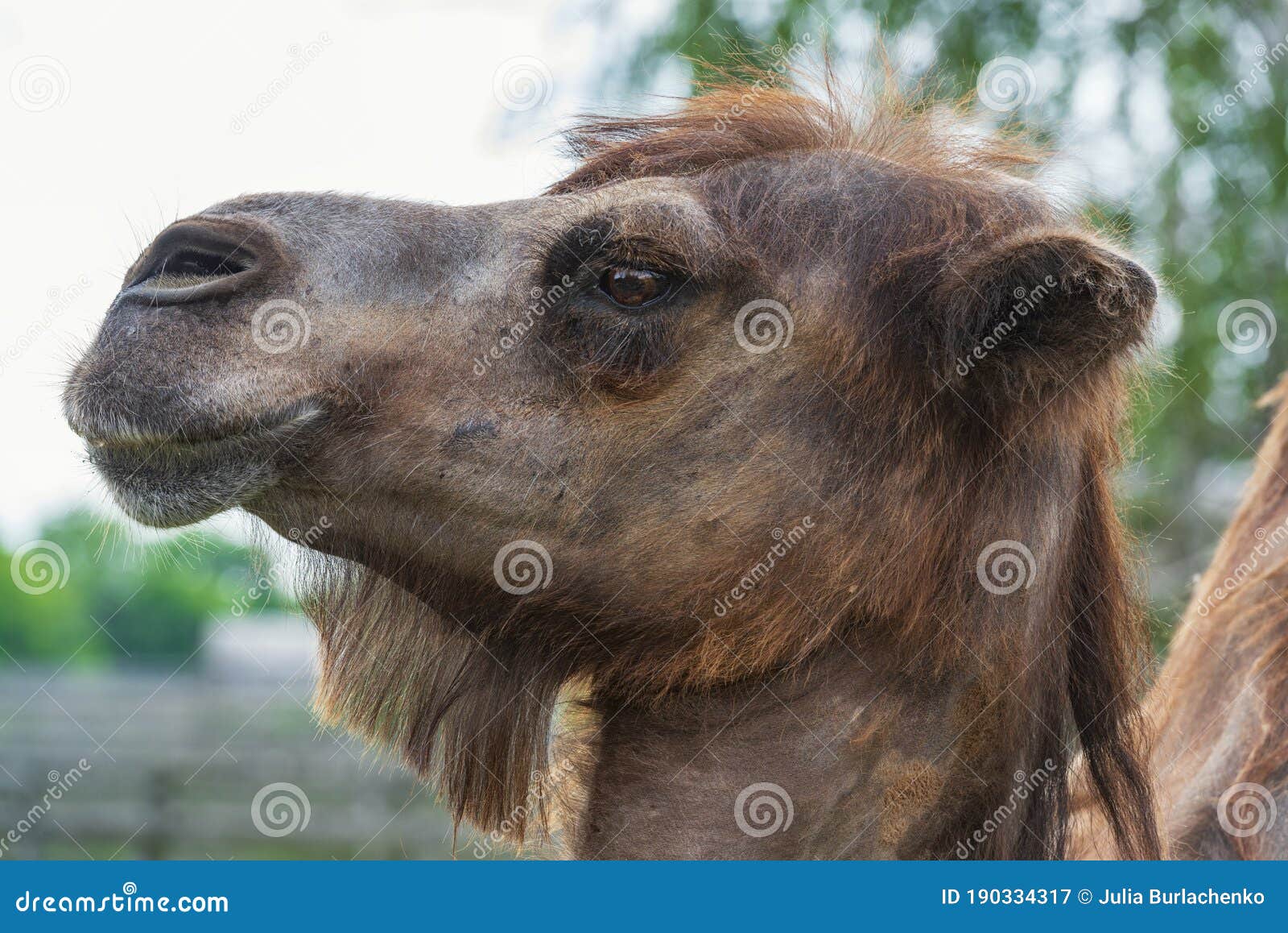 Funny camel head stock image. Image of blue, camel, portrait - 190334317