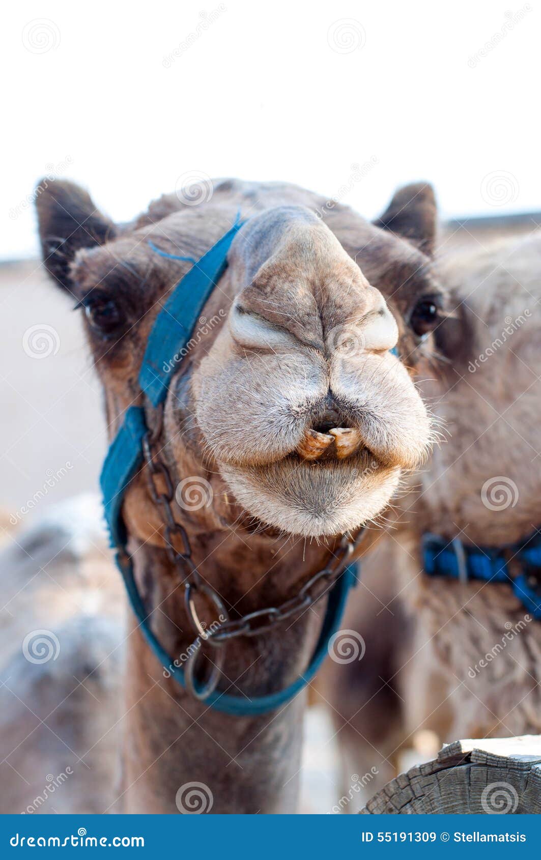 Funny camel stock image. Image of look, headshot, camel - 55191309