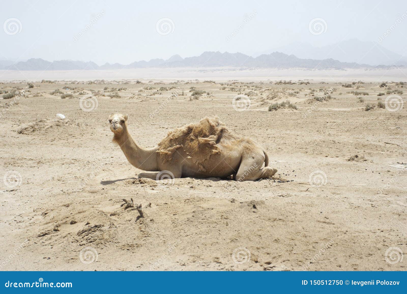 Funny Camel Portrait Closeup Looking in Camera Stock Photo - Image of ...
