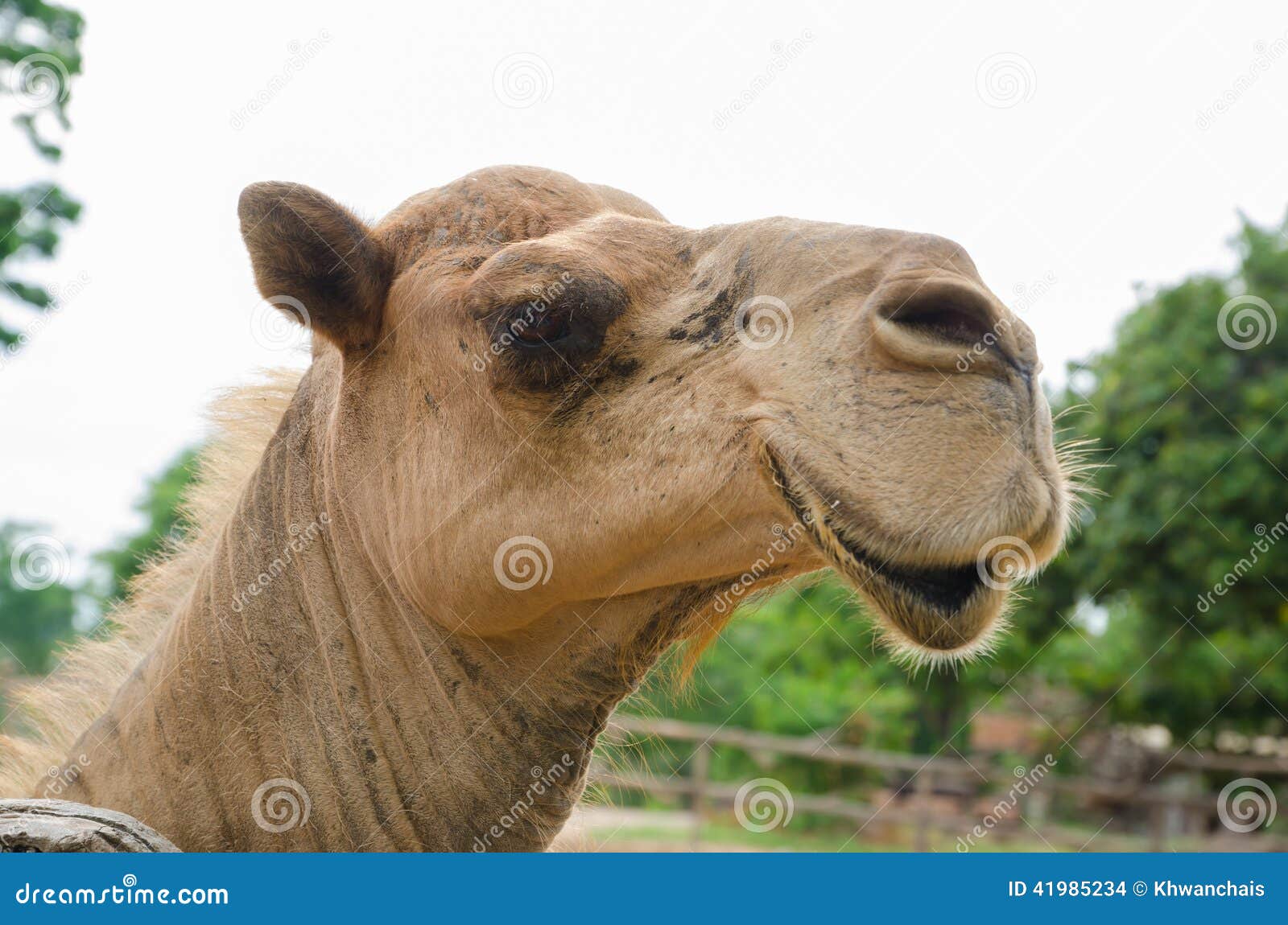 Funny camel portrait. stock photo. Image of hears, animal - 41985234
