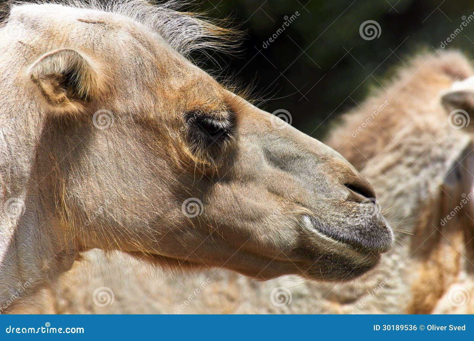 Funny camel in the zoo stock photo. Image of wildlife - 30189536