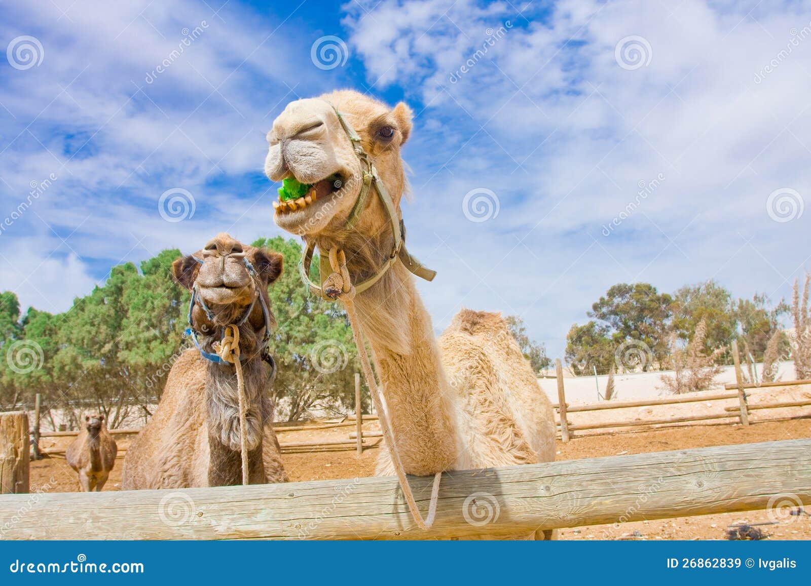 Funny Camels Royalty Free Stock Images - Image: 26862839