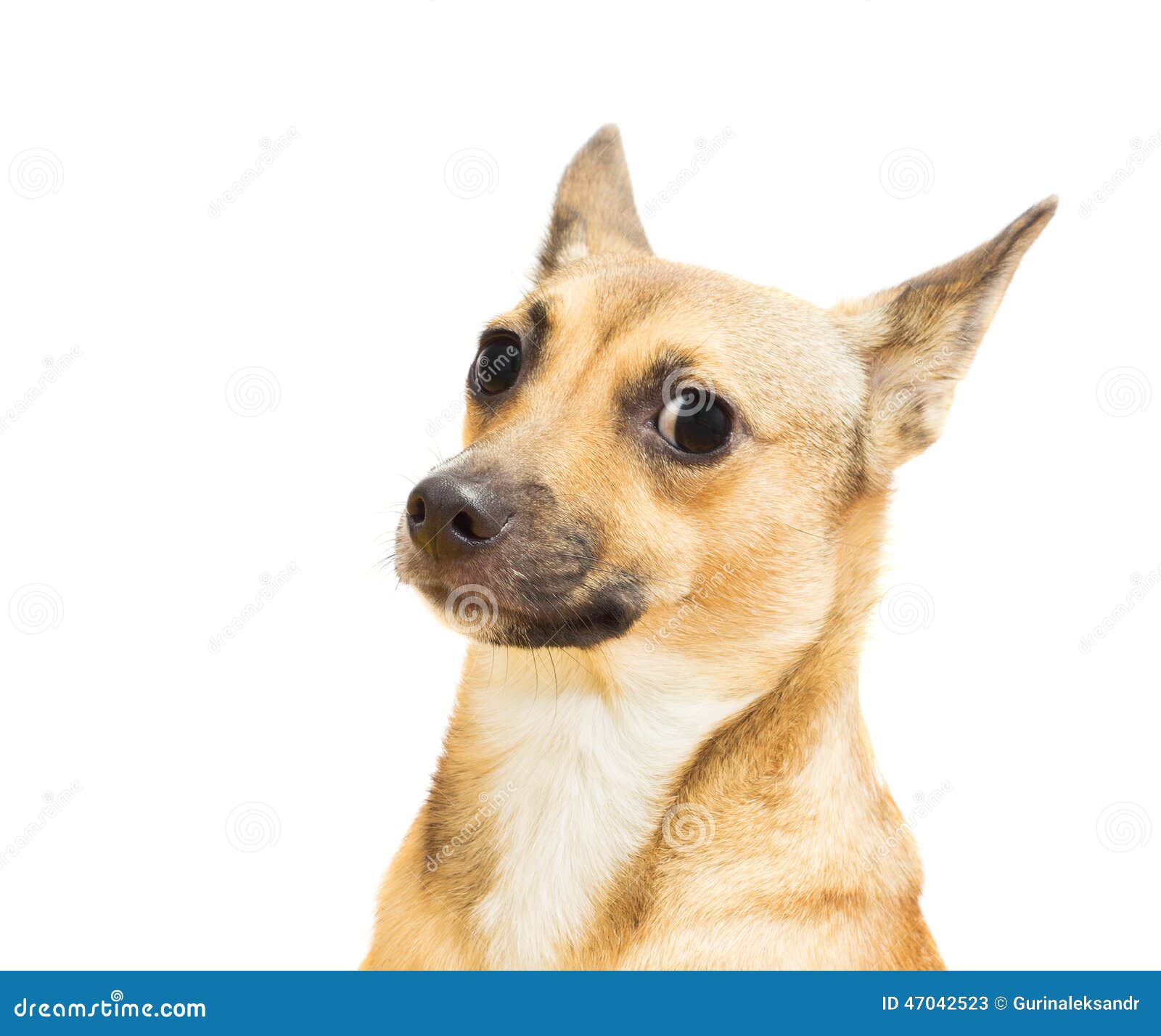 Funny canine snout stock image. Image of curiosity, animals - 47042523
