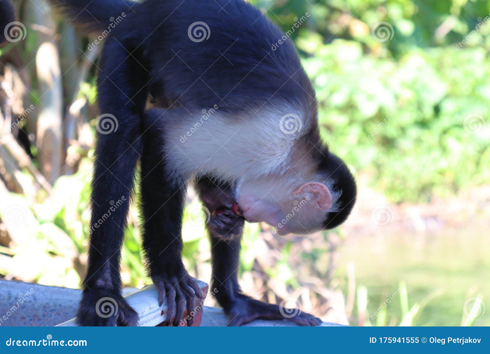 Funny Capuchin Monkey Poses for Tourists Stock Image - Image of nature ...