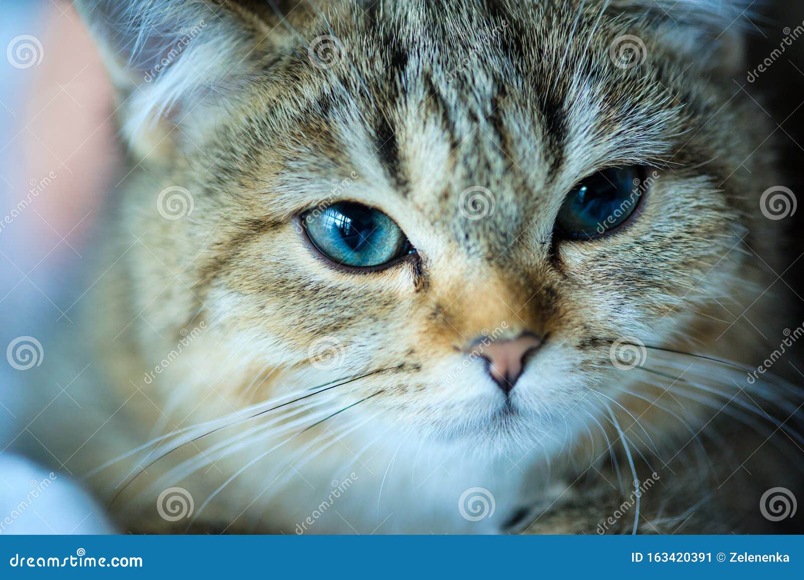 Funny cat stock image. Image of animal, fauna, life - 163420391