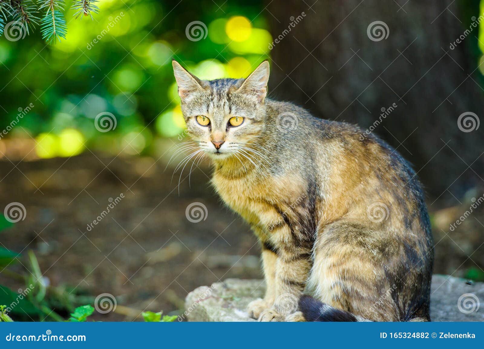 Funny cat stock photo. Image of cute, beautiful, nature - 165324882