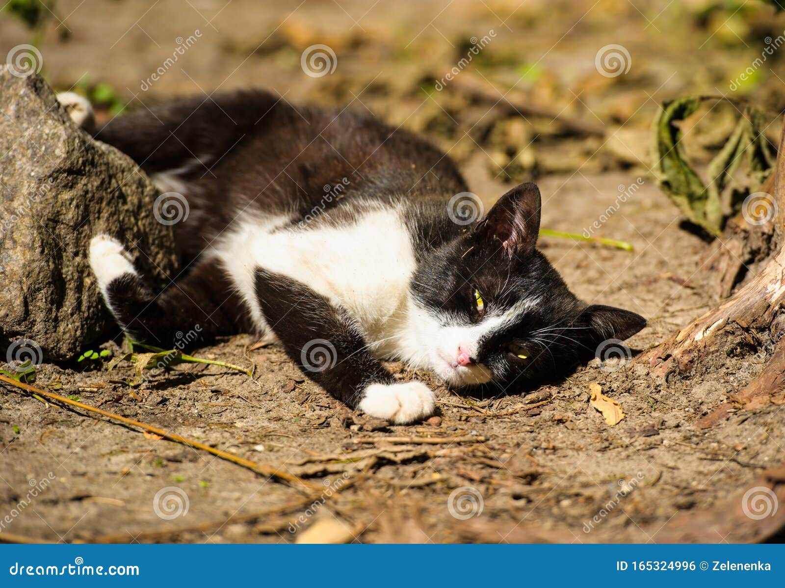 Funny cat stock photo. Image of closeup, animal, nature - 165324996