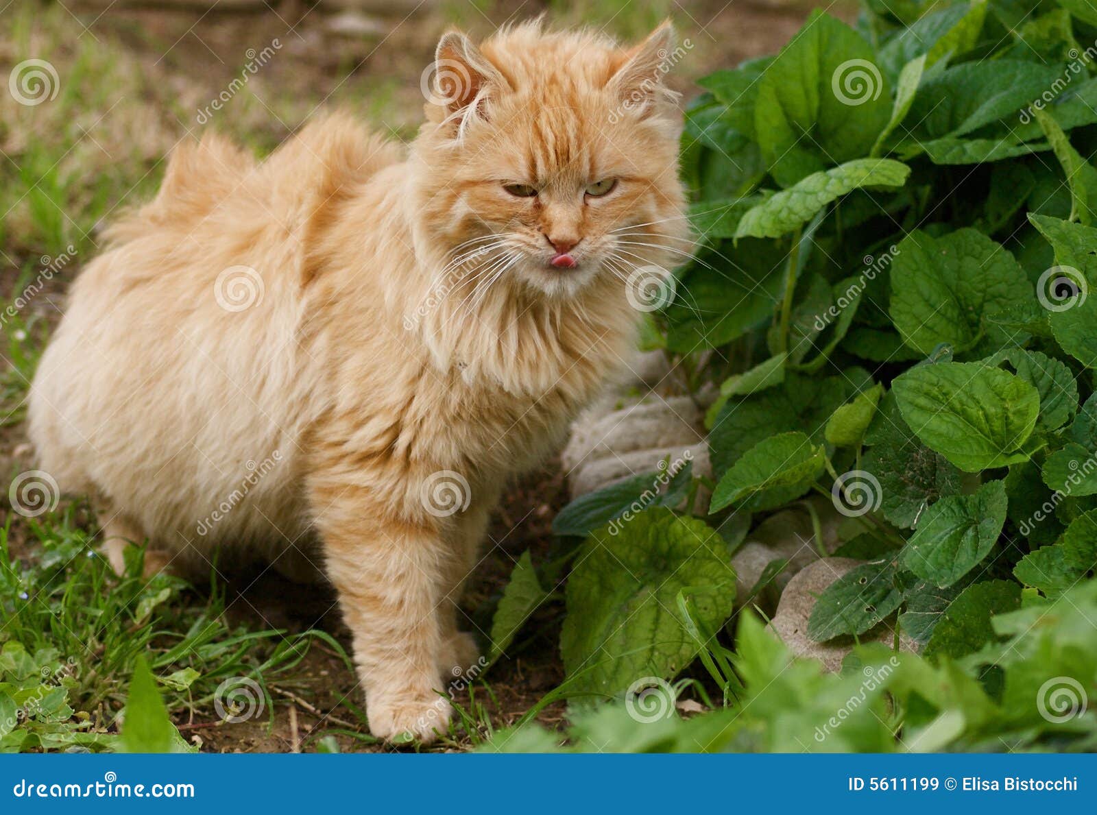 Funny cat stock image. Image of domestic, eyes, beautiful - 5611199