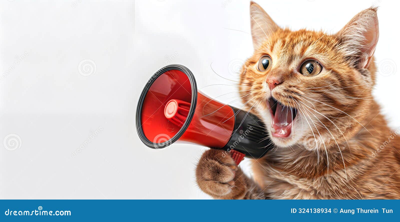 A Funny Cat Announcing with a Megaphone Stock Photo - Image of business ...