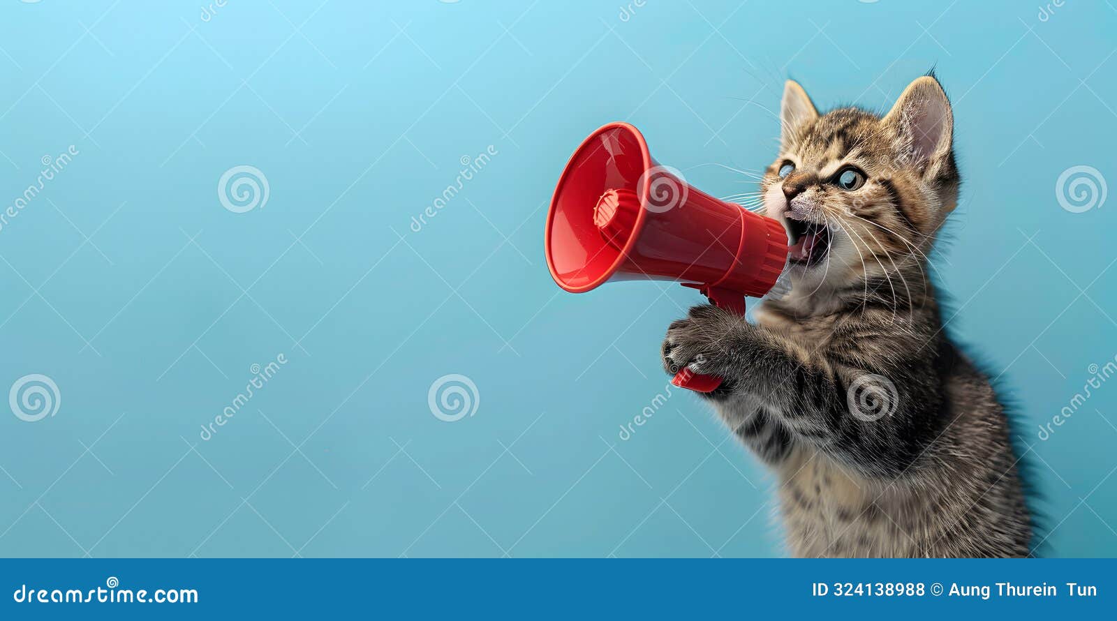 A Funny Cat Announcing with a Megaphone Stock Photo - Image of ...