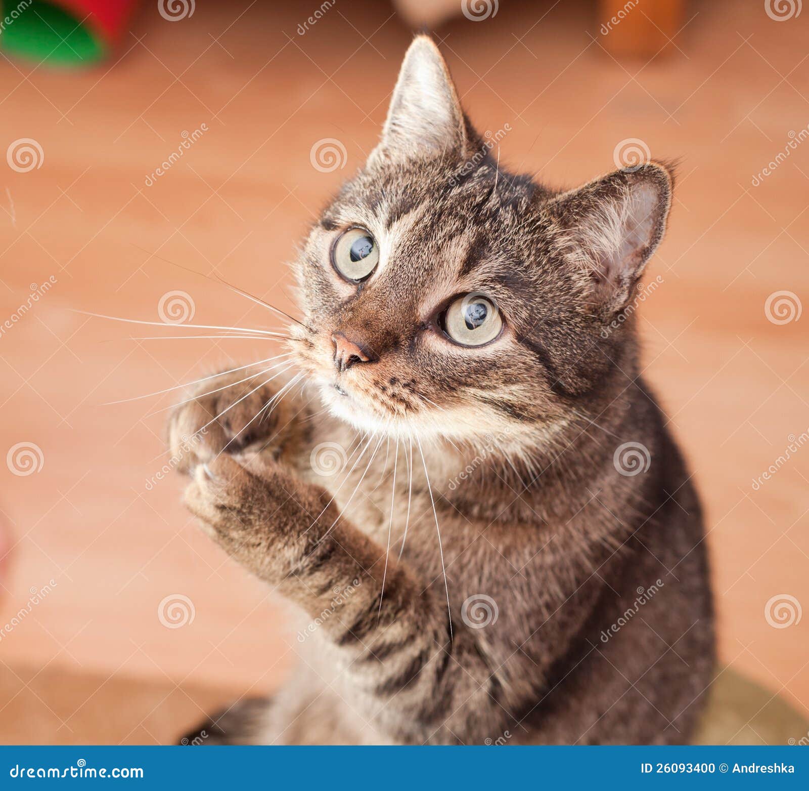 Funny Cat Asking for a Snack Stock Photo - Image of spectators ...