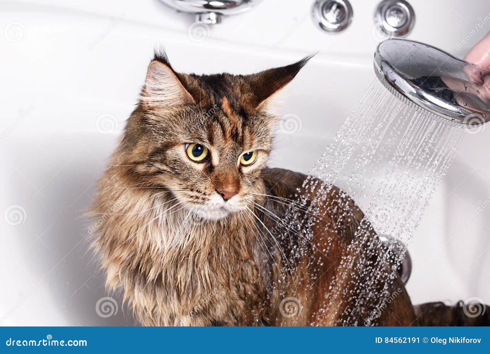 Funny Cat bath stock image. Image of damp, frightened - 84562191