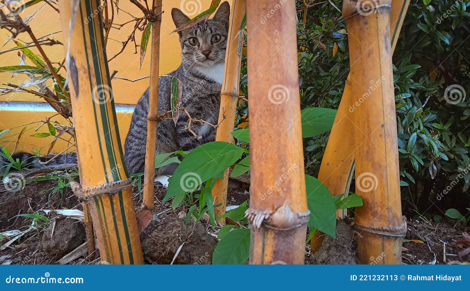 Funny Cat Behind the Bamboo Stock Image - Image of sculpture, green ...