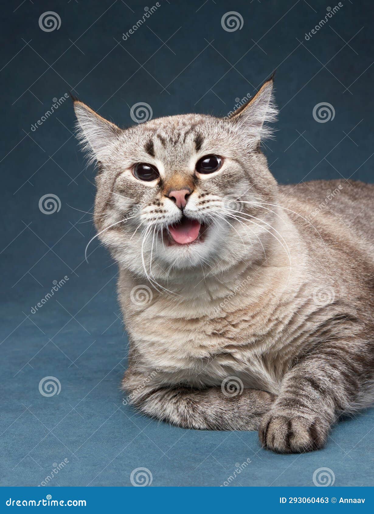 Funny Cat on a Blue Background. Pet in the Studio Stock Image - Image ...