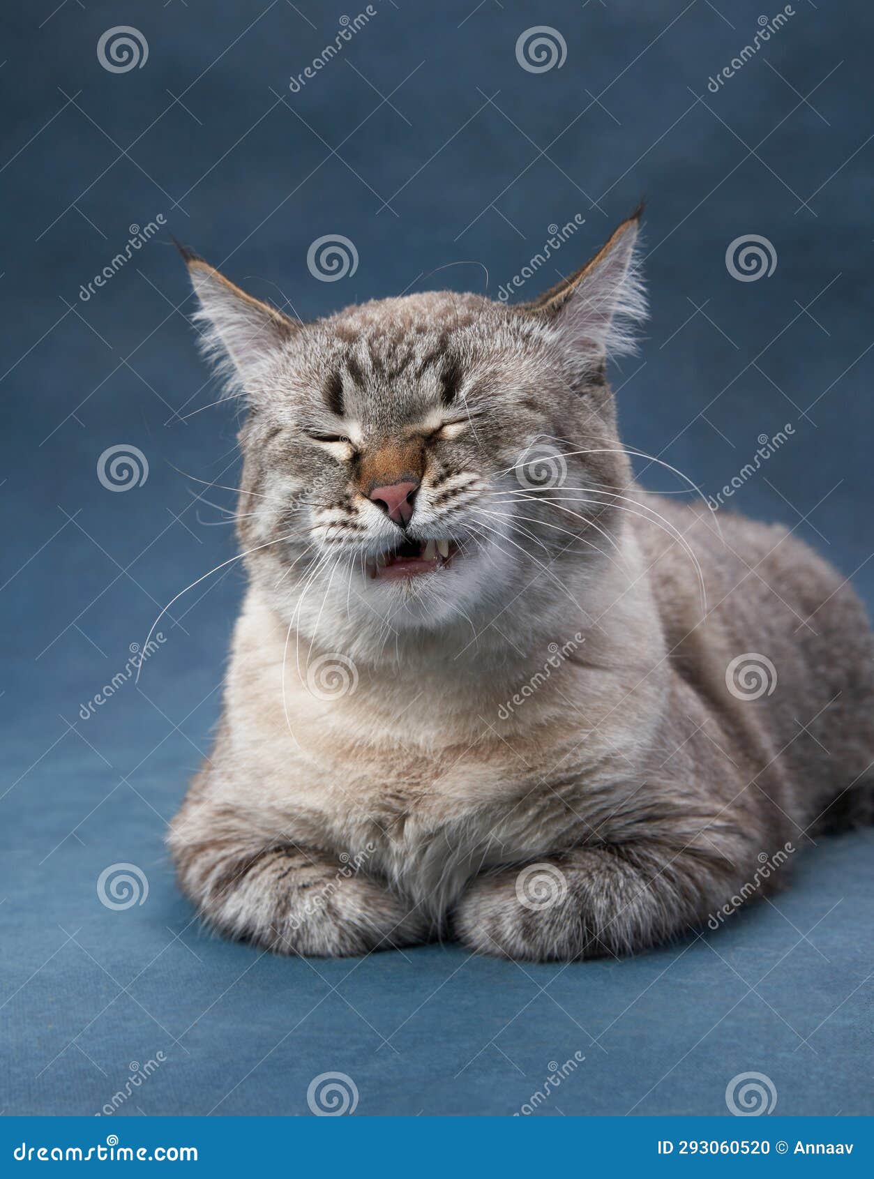 Funny Cat on a Blue Background. Pet in the Studio Stock Photo - Image ...