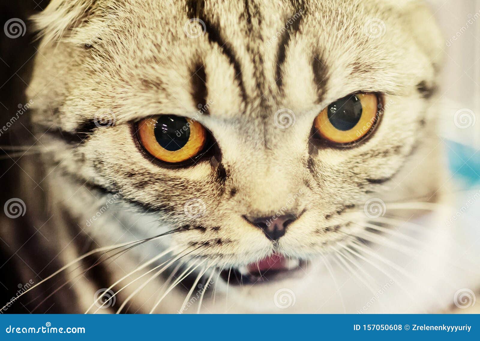 Funny cat stock photo. Image of breed, feline, little - 157050608