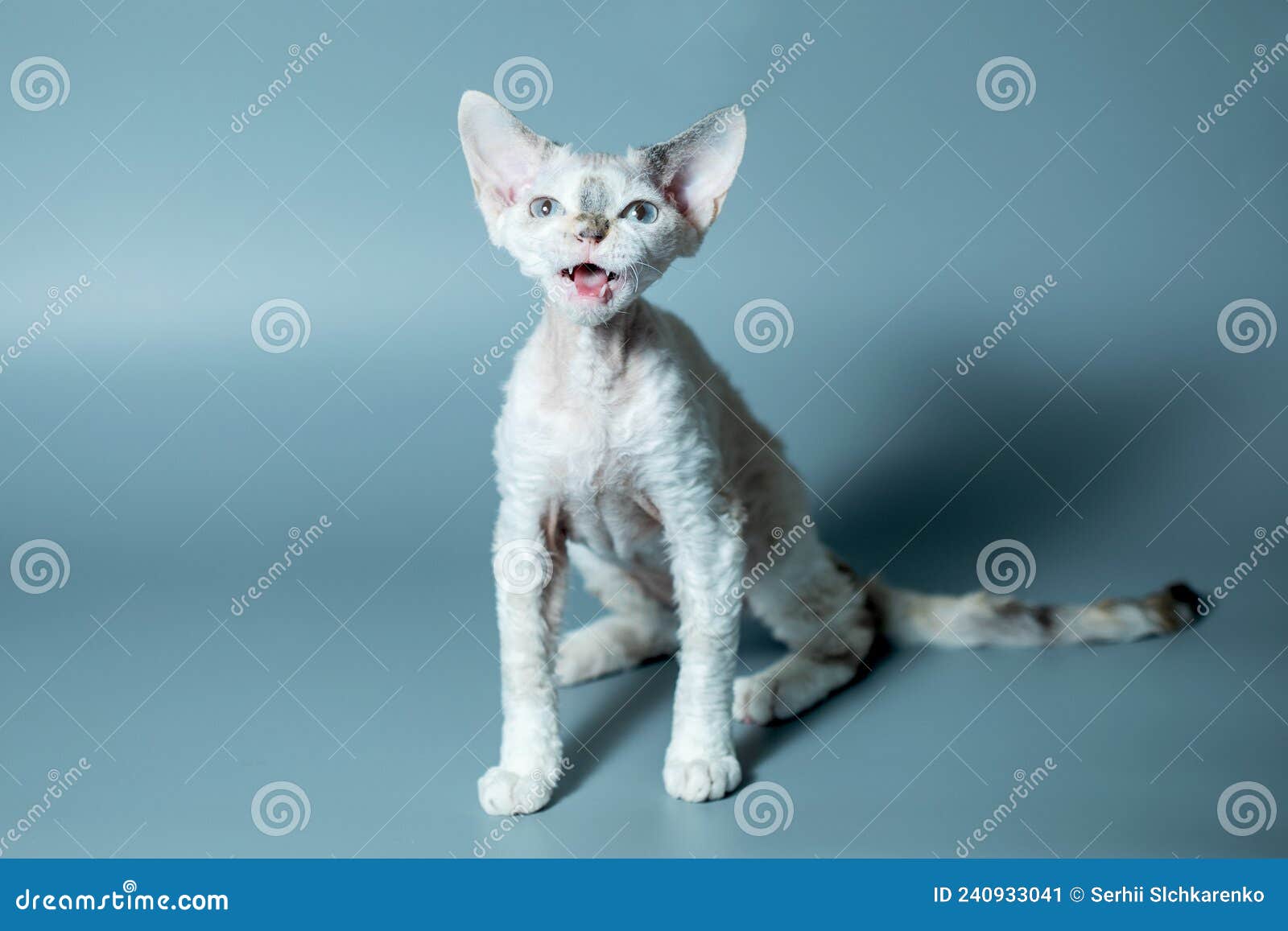 Funny Cat Breed Devon Rex Sitting on a Blue Background Stock Image ...