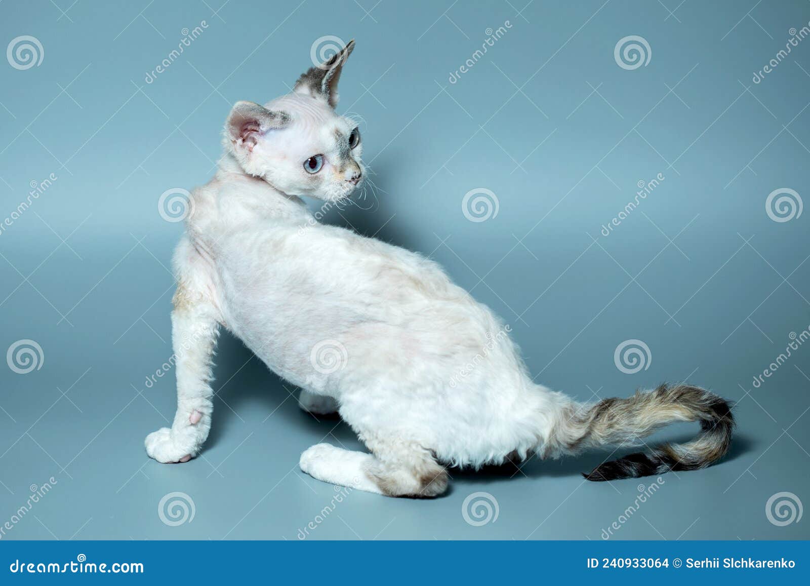 Funny Cat Breed Devon Rex Sitting on a Blue Background Stock Photo ...