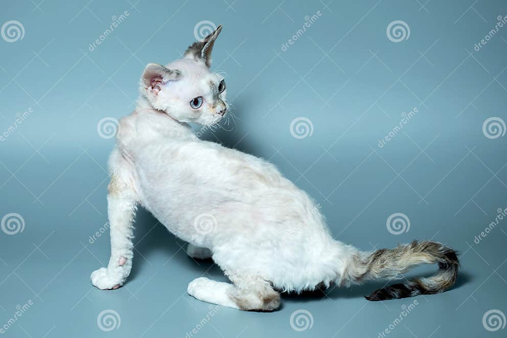 Funny Cat Breed Devon Rex Sitting on a Blue Background Stock Photo ...