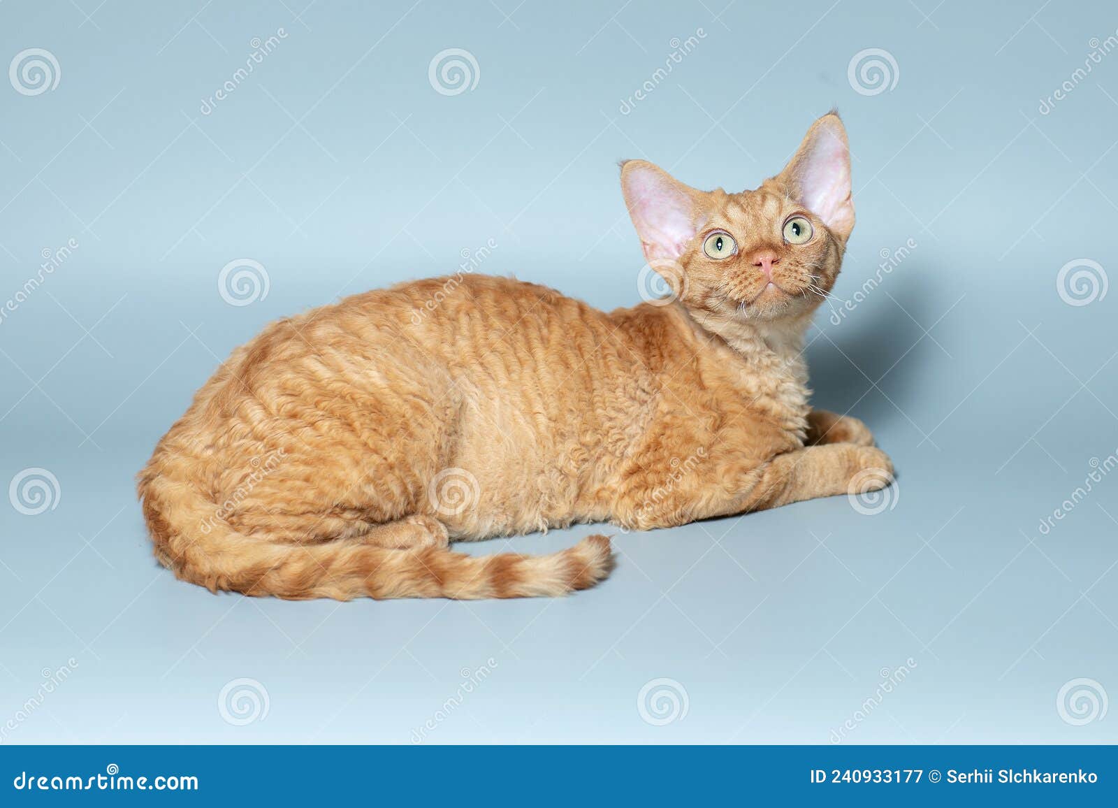 Funny Cat Breed Devon Rex Sitting on a Blue Background Stock Image ...