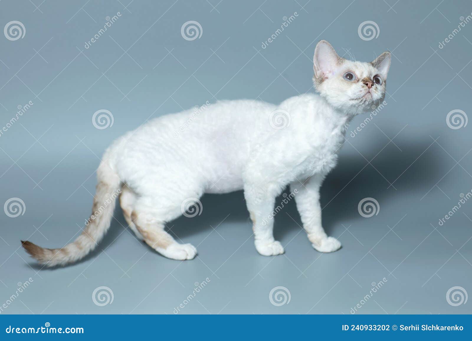 Funny Cat Breed Devon Rex Sitting on a Blue Background Stock Photo ...