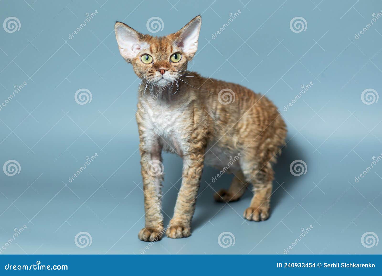 Funny Cat Breed Devon Rex Sitting on a Blue Background Stock Photo ...