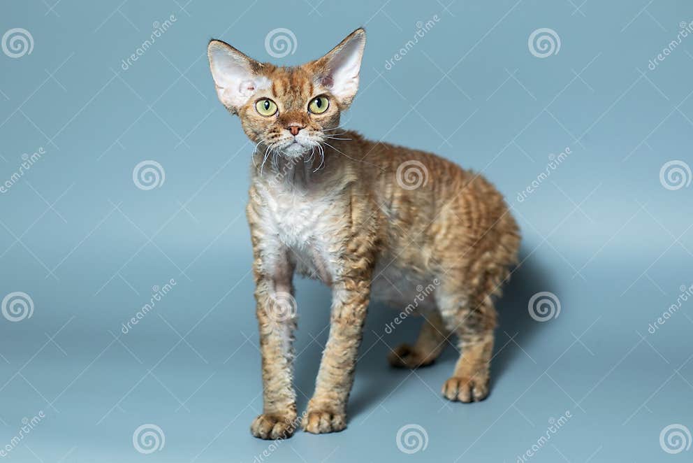 Funny Cat Breed Devon Rex Sitting on a Blue Background Stock Photo ...