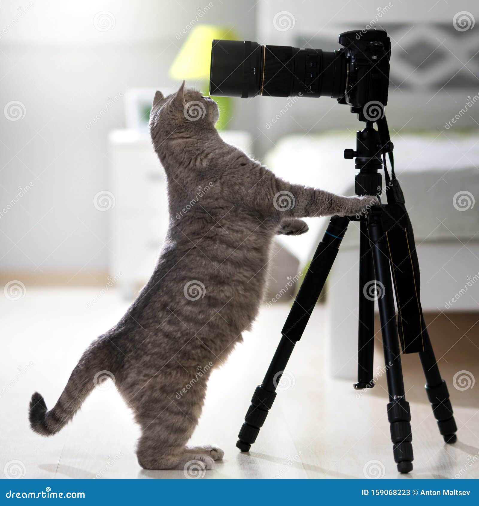 Funny cat with a camera stock image. Image of tripod - 159068223
