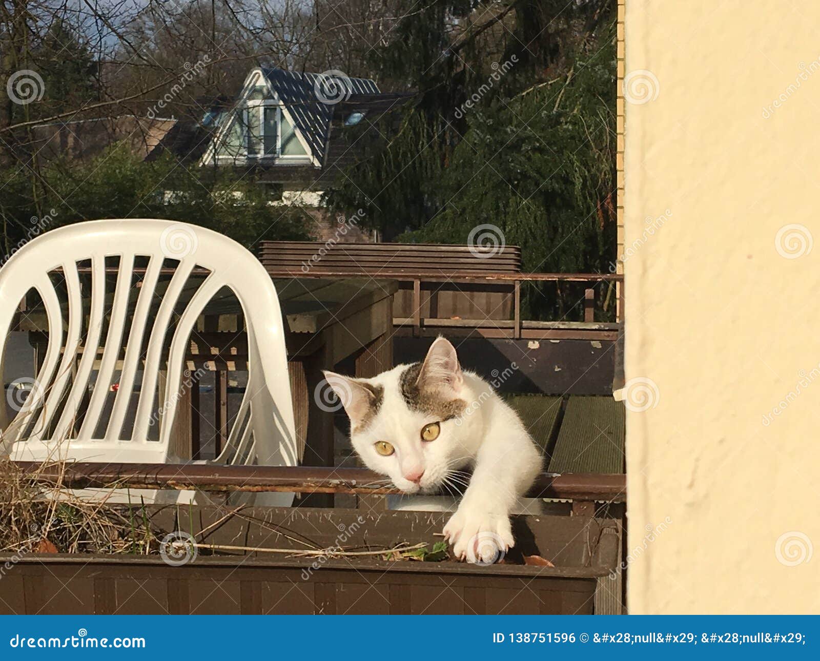 Funny cat stock photo. Image of sweet, camera, watching - 138751596