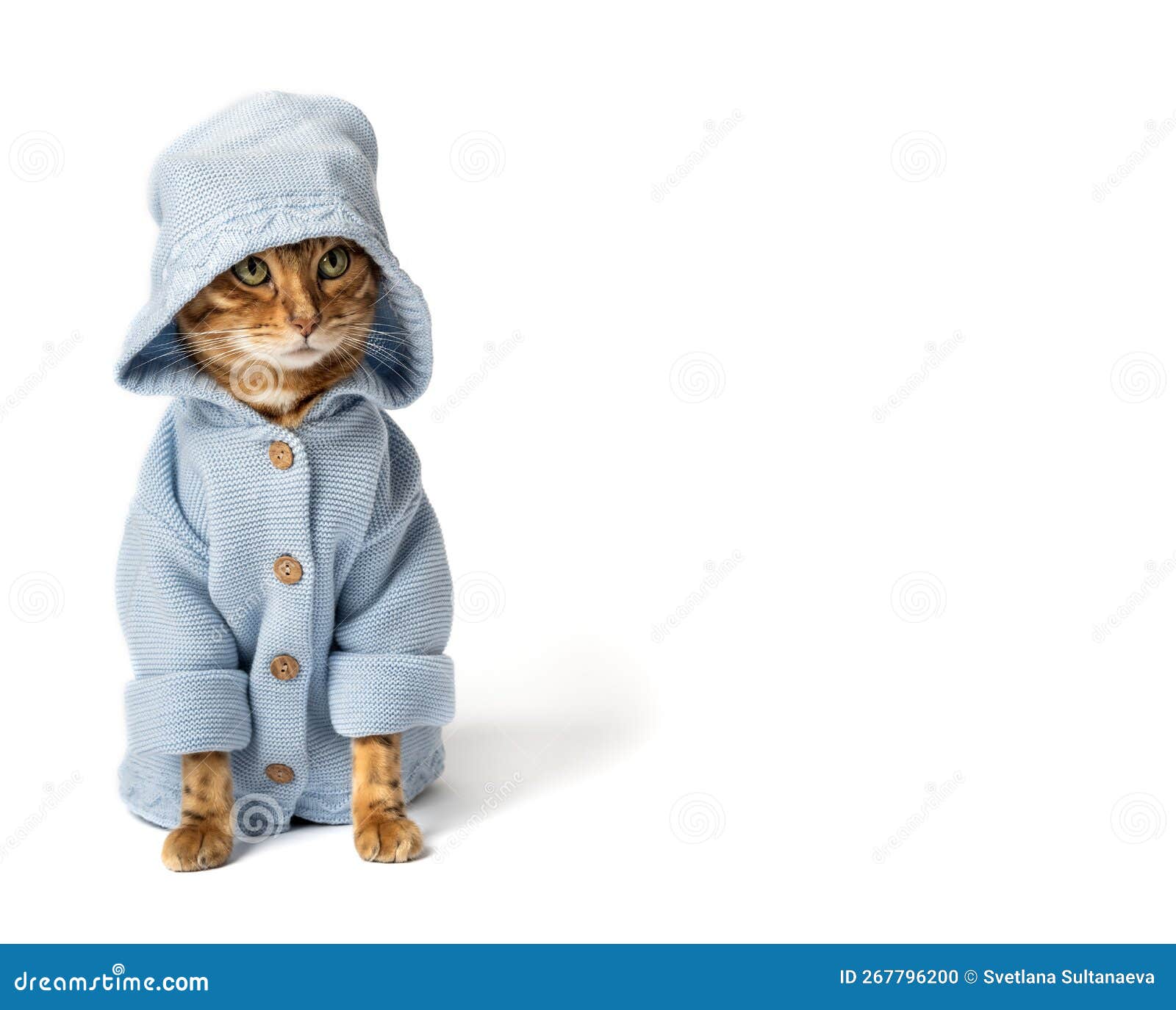 Funny Cat in Clothes on a White Background Stock Photo - Image of ...